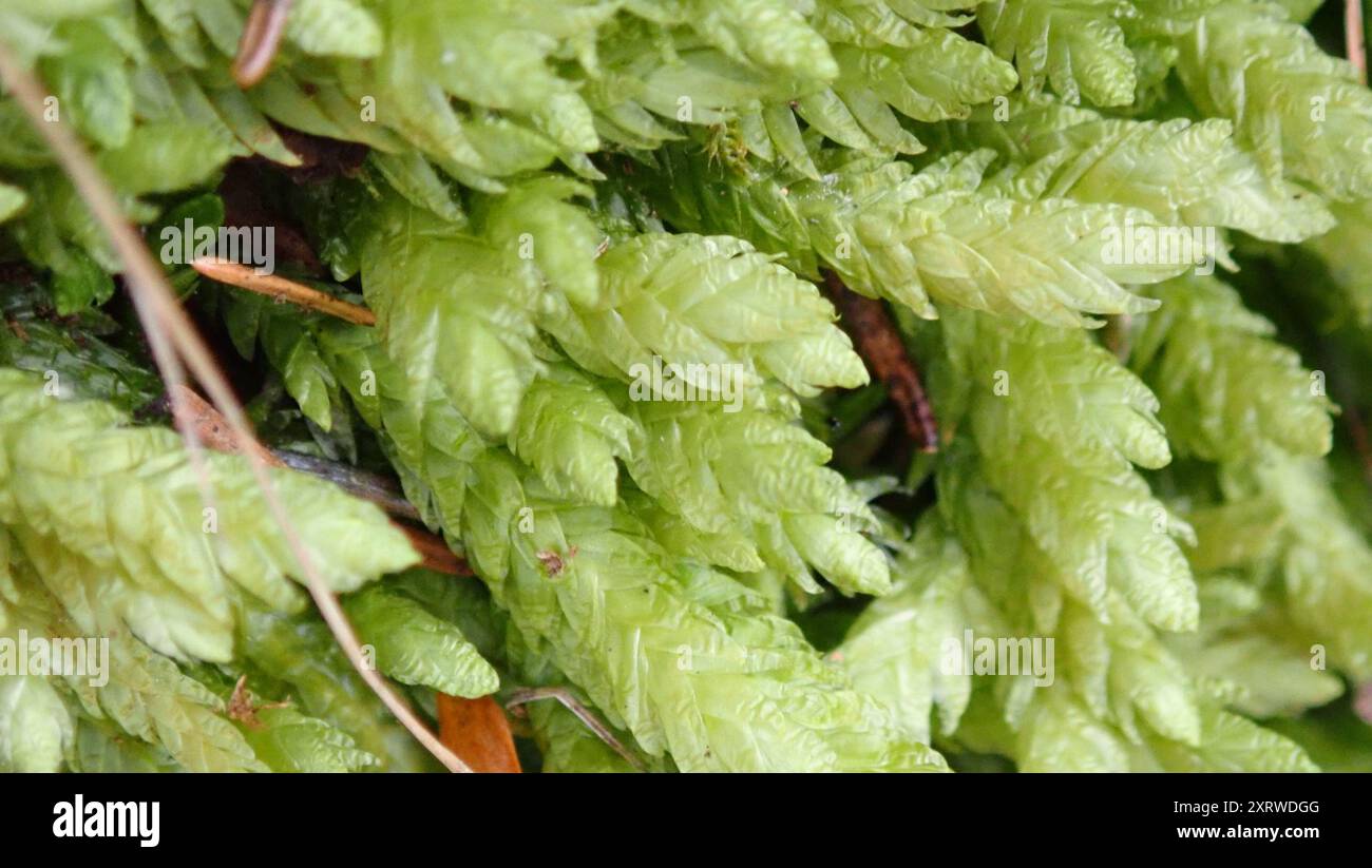 Mouse-tail Moss (Pseudisothecium myosuroides) Plantae Stock Photo - Alamy