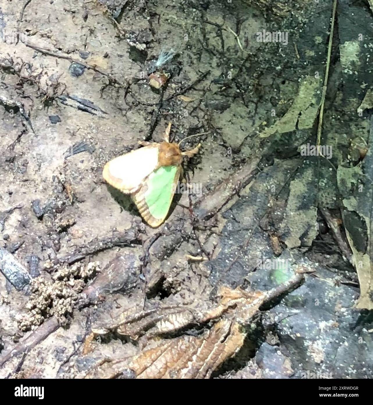Green Oak-Slug Moth (Euclea incisa) Insecta Stock Photo - Alamy