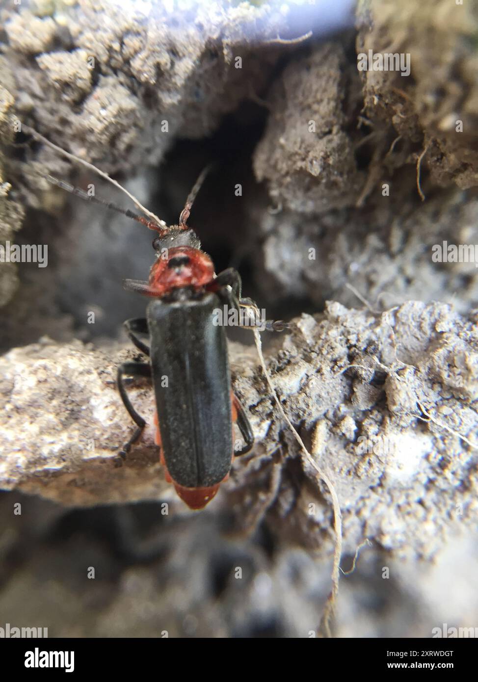 Rustic Sailor Beetle (Cantharis rustica) Insecta Stock Photo - Alamy