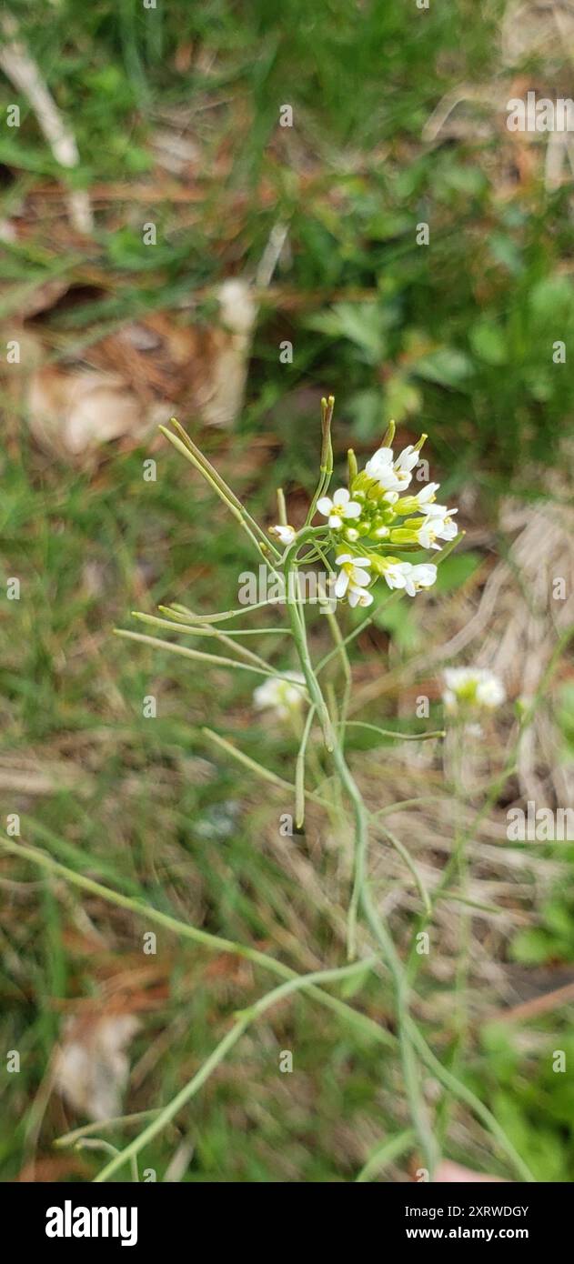 mouse-ear cress (Arabidopsis thaliana) Plantae Stock Photo - Alamy