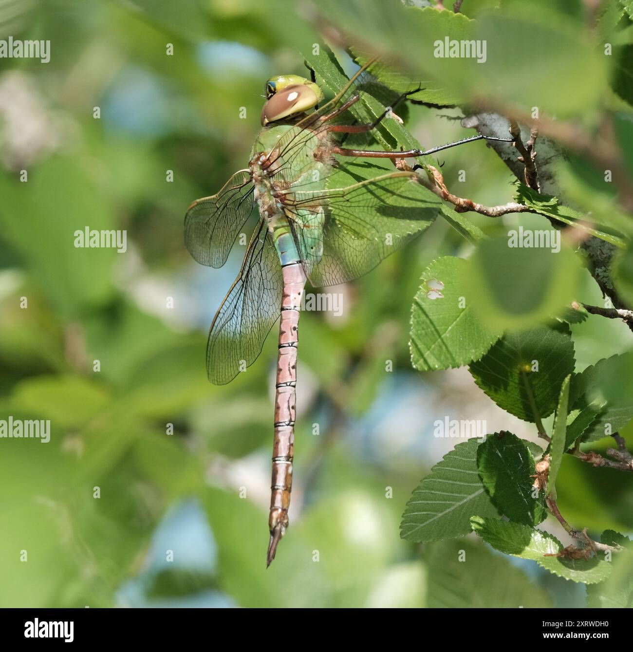Common Green Darner (Anax junius) Insecta Stock Photo - Alamy