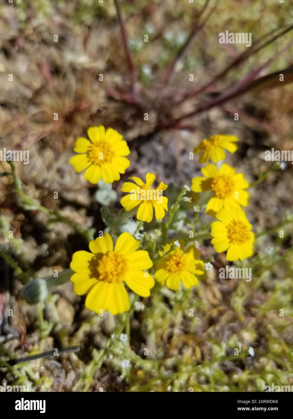 Wallace's woollydaisy (Eriophyllum wallacei) Plantae Stock Photo - Alamy