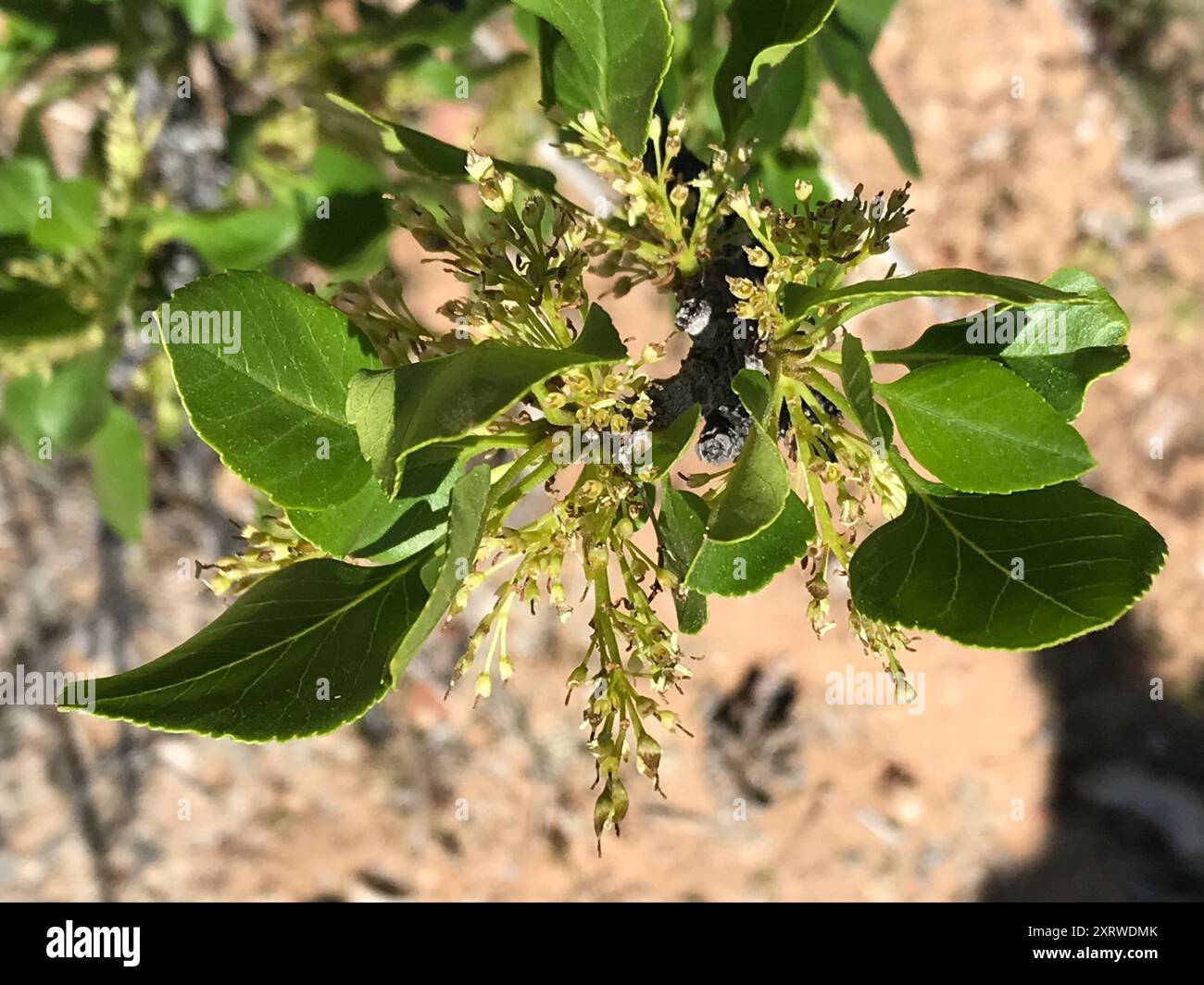 single-leaf ash (Fraxinus anomala) Plantae Stock Photo - Alamy