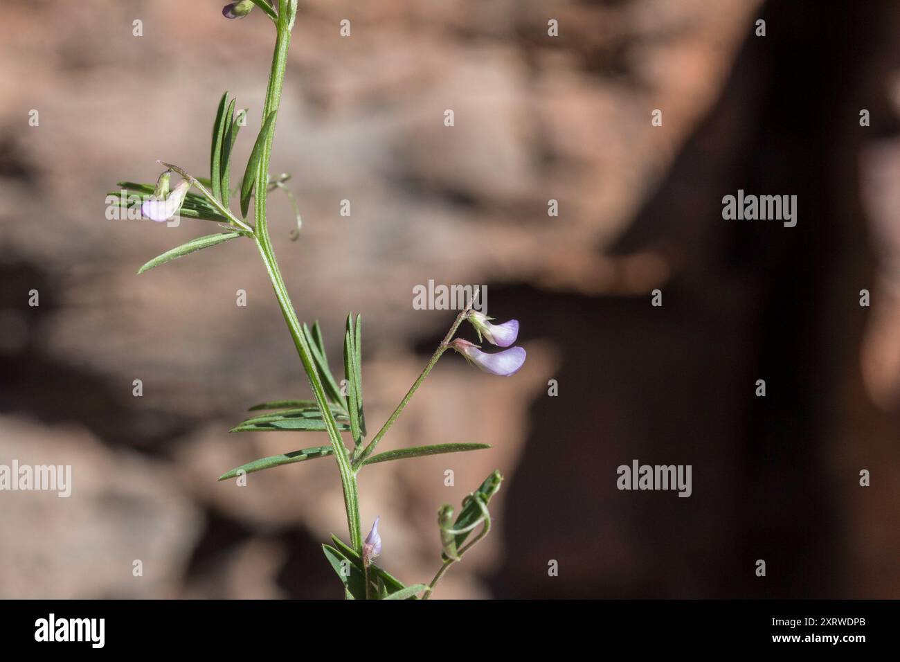slender vetch (Vicia ludoviciana) Plantae Stock Photo - Alamy