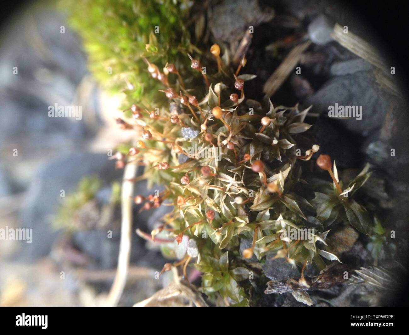 Common Pottia (Tortula truncata) Plantae Stock Photo - Alamy