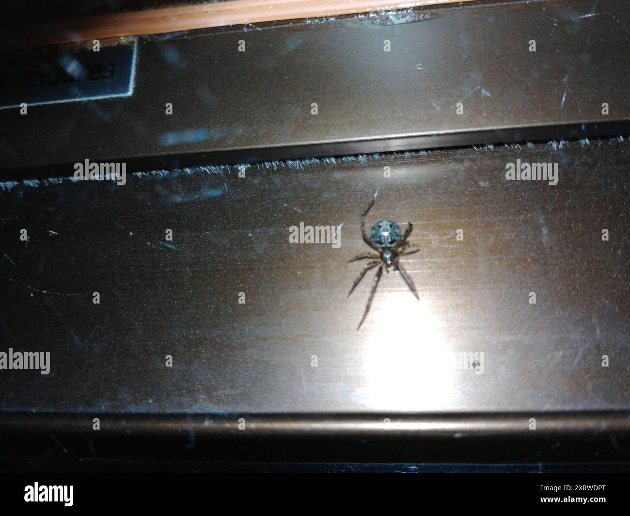 Typical Cobweb Spiders (Theridion) Arachnida Stock Photo - Alamy