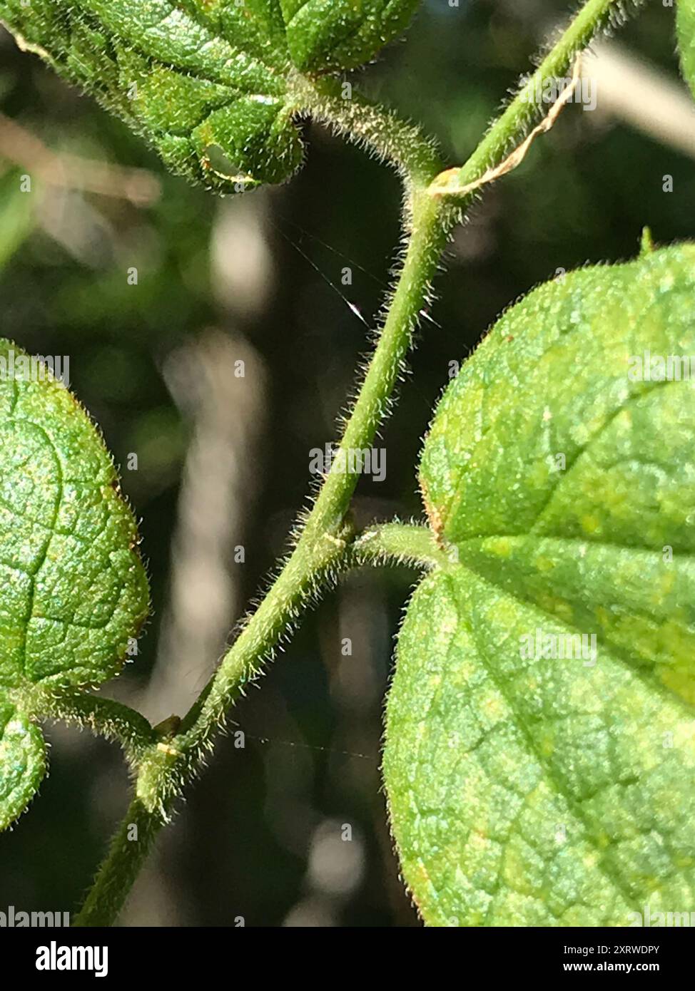 netleaf hackberry (Celtis reticulata) Plantae Stock Photo - Alamy