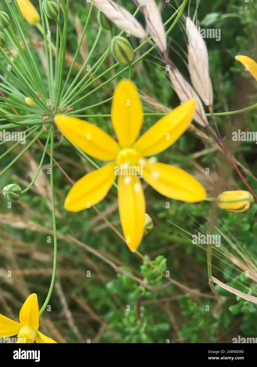 goldenstar (Bloomeria crocea) Plantae Stock Photo - Alamy
