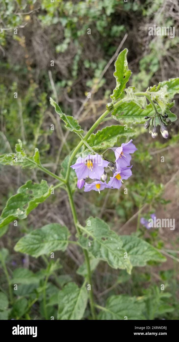 purple nightshade (Solanum xanti) Plantae Stock Photo - Alamy