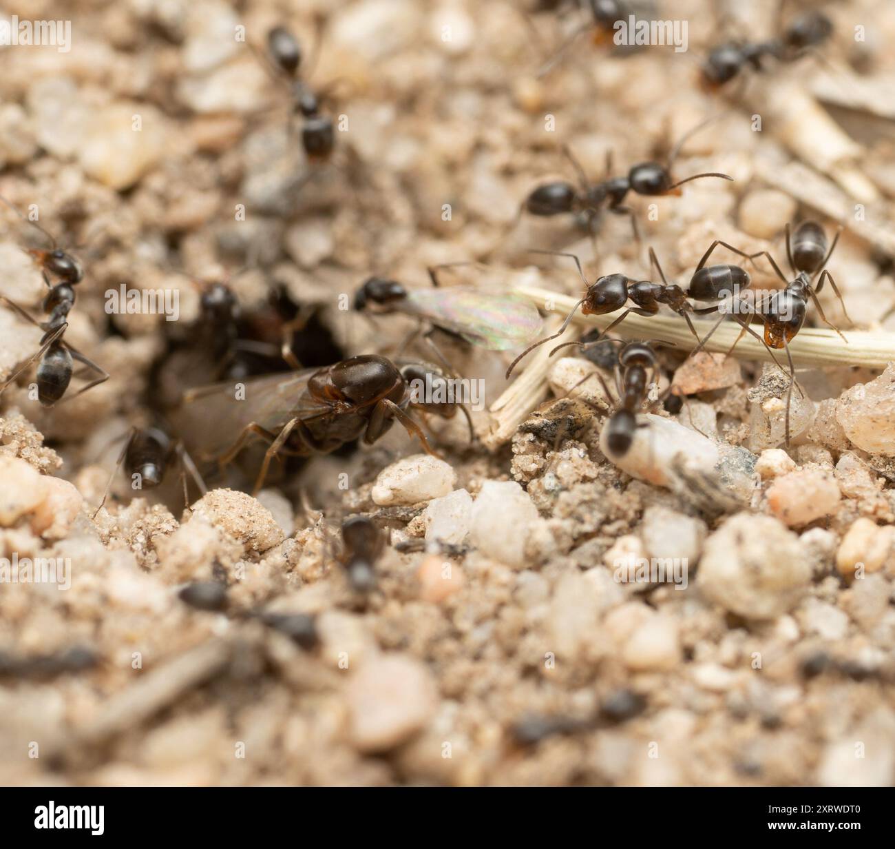 Crazy Pyramid Ant (Dorymyrmex insanus) Insecta Stock Photo - Alamy