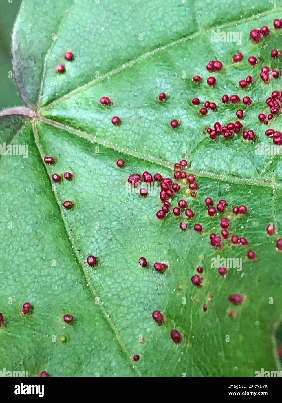 (Aceria myriadeum) Arachnida Stock Photo - Alamy