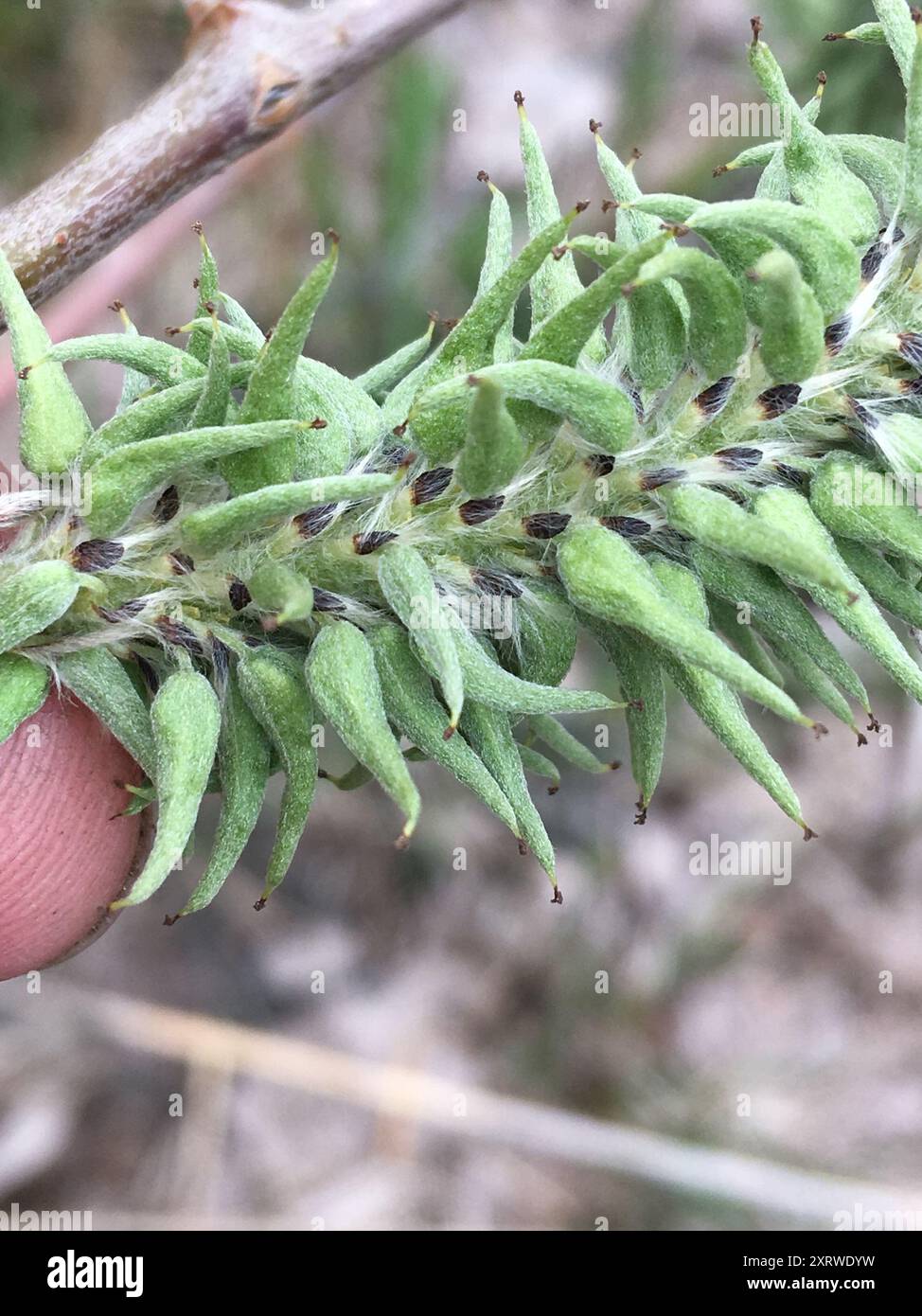Rusty Willow (Salix atrocinerea) Plantae Stock Photo - Alamy