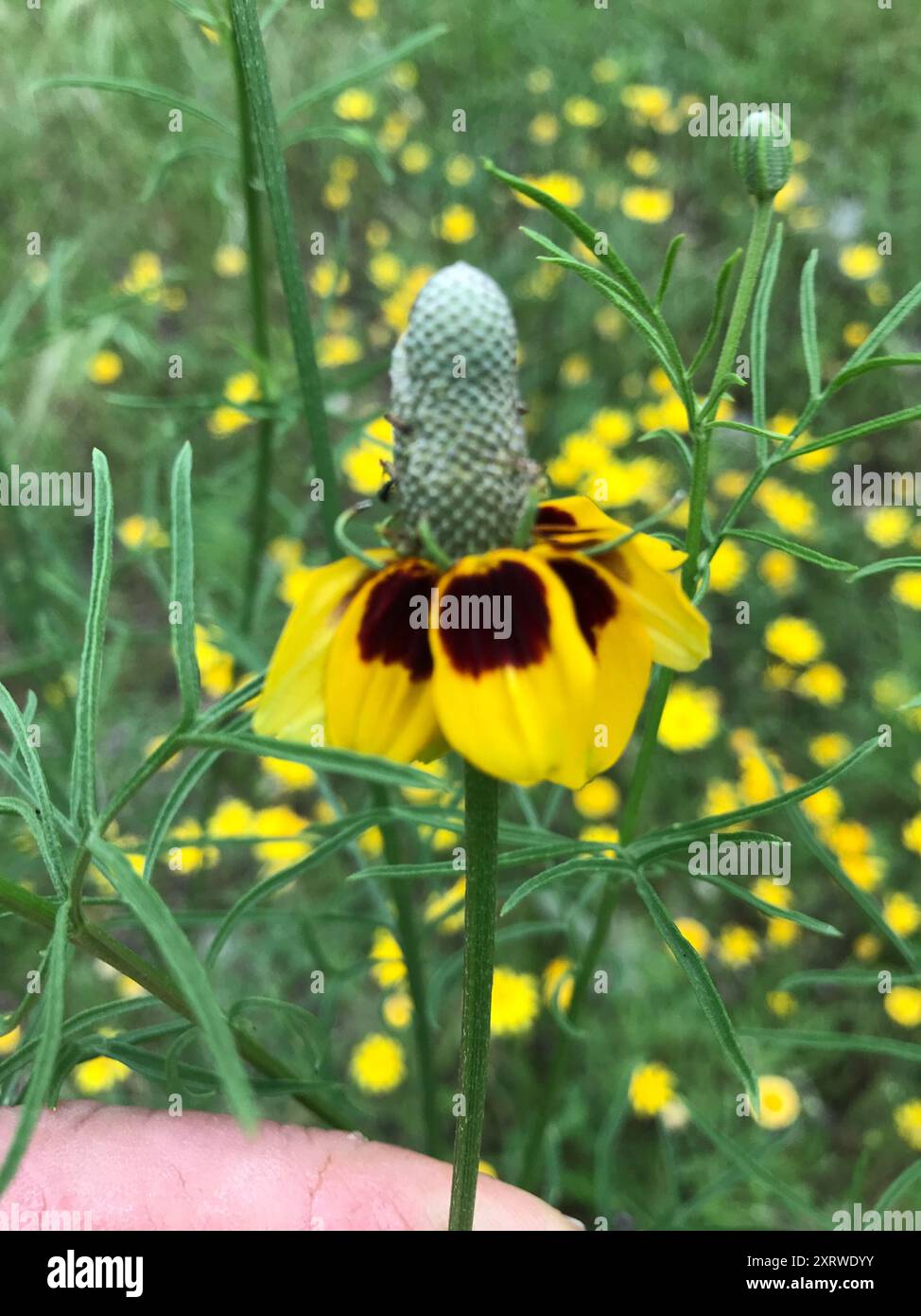 upright prairie coneflower (Ratibida columnifera) Plantae Stock Photo ...