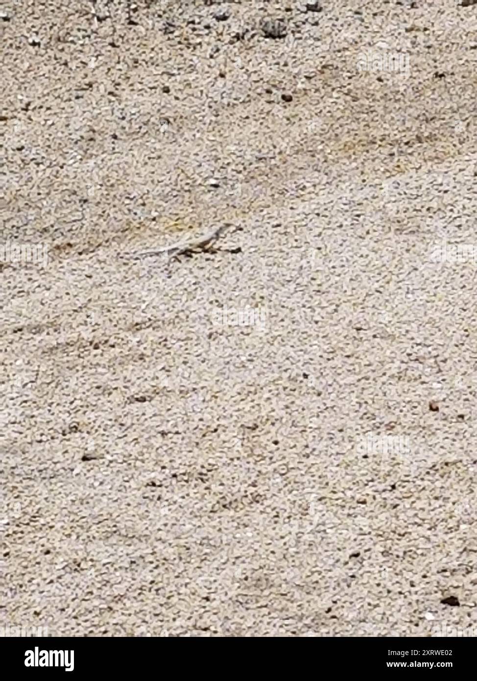 Zebra-tailed Lizard (Callisaurus draconoides) Reptilia Stock Photo - Alamy