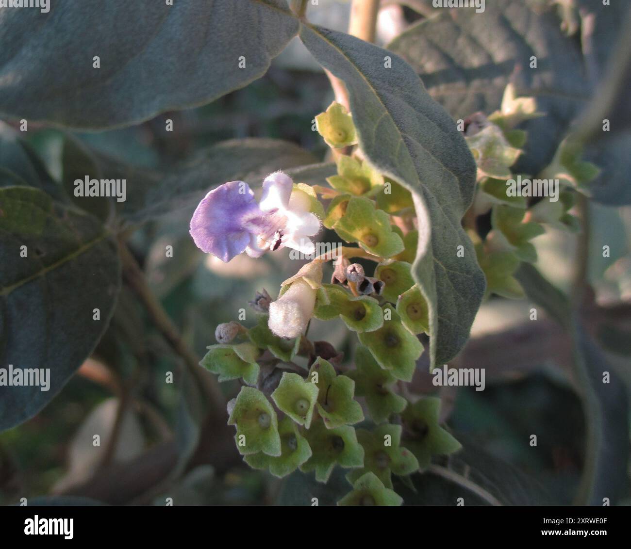 Fingerleaf hi-res stock photography and images - Alamy