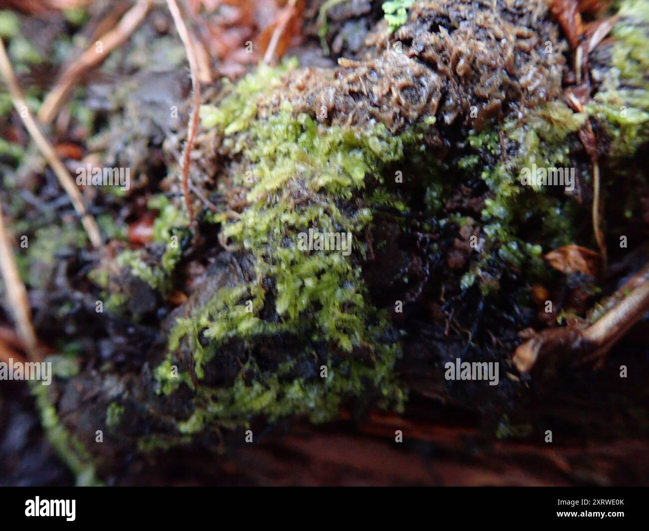 leafy and simple thalloid liverworts (Jungermanniopsida) Plantae Stock ...
