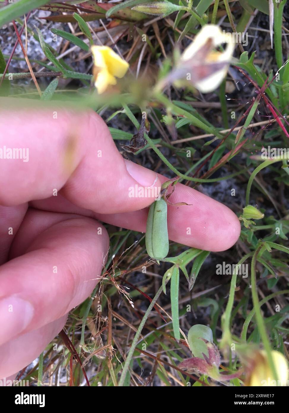 Rabbitbells (Crotalaria rotundifolia) Plantae Stock Photo - Alamy
