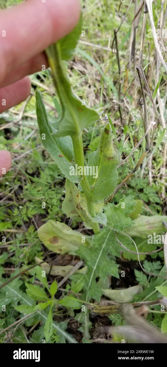 Texas ragwort (Senecio ampullaceus) Plantae Stock Photo - Alamy