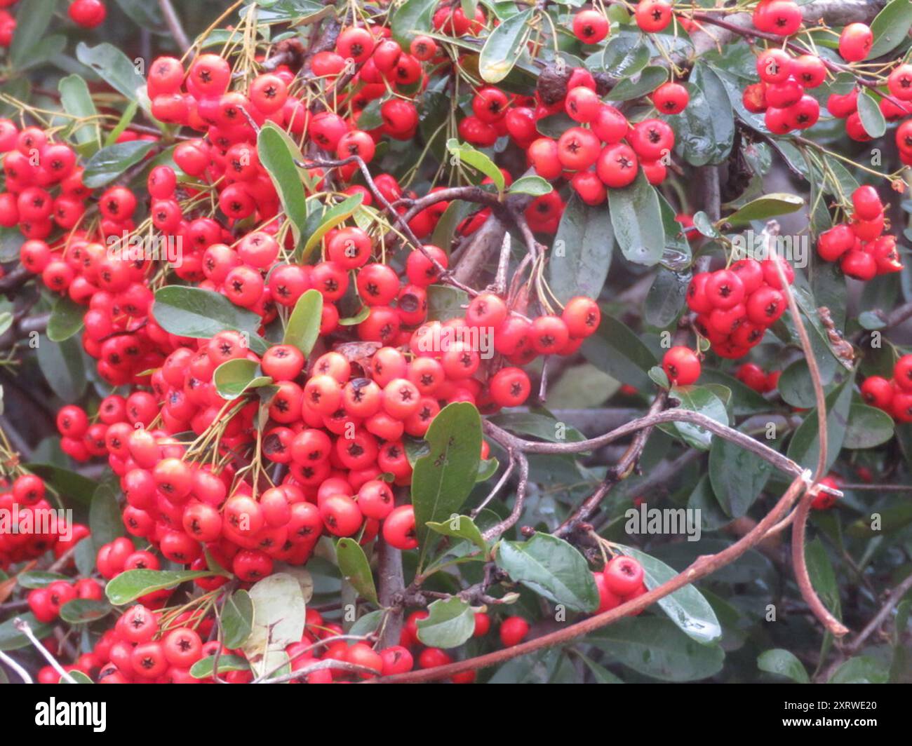 Firethorn (Pyracantha coccinea) Plantae Stock Photo - Alamy