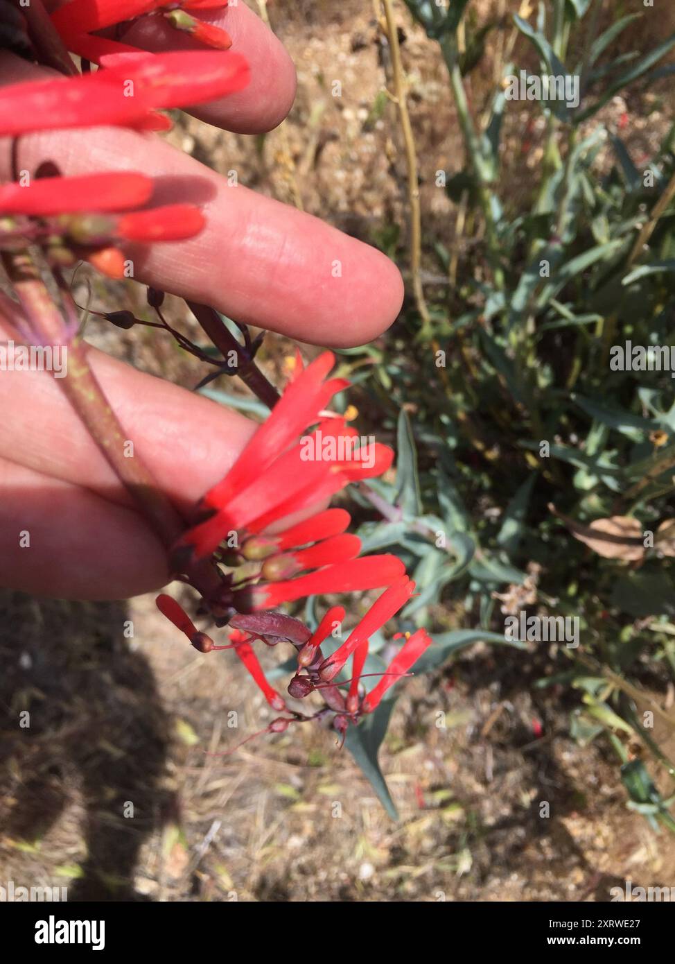 scarlet bugler (Penstemon centranthifolius) Plantae Stock Photo - Alamy