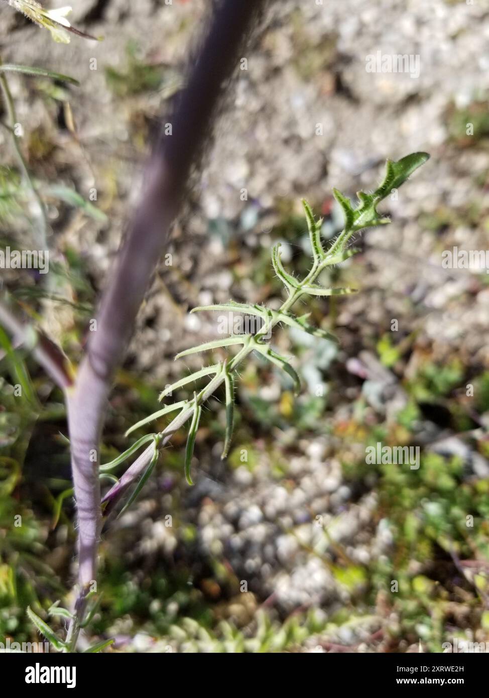 Tall Tumblemustard (Sisymbrium altissimum) Plantae Stock Photo - Alamy