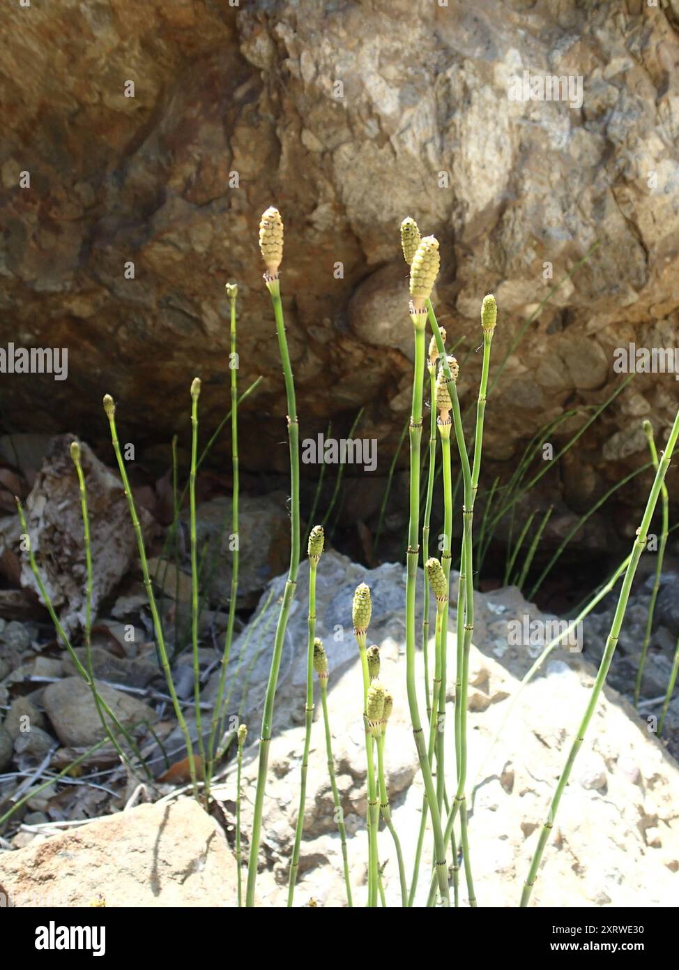 smooth horsetail (Equisetum laevigatum) Plantae Stock Photo - Alamy