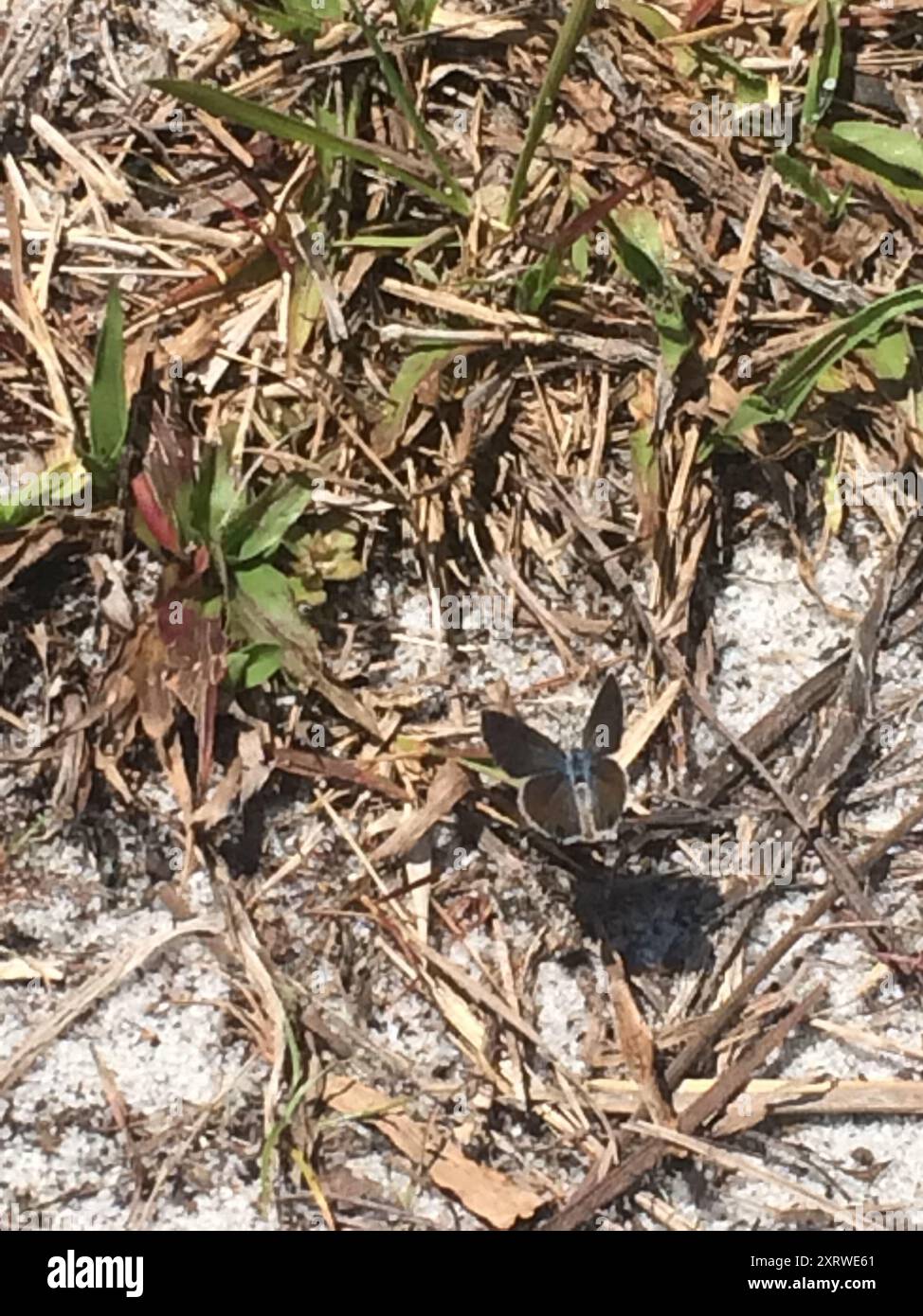 Ceraunus Blue (Hemiargus ceraunus) Insecta Stock Photo - Alamy