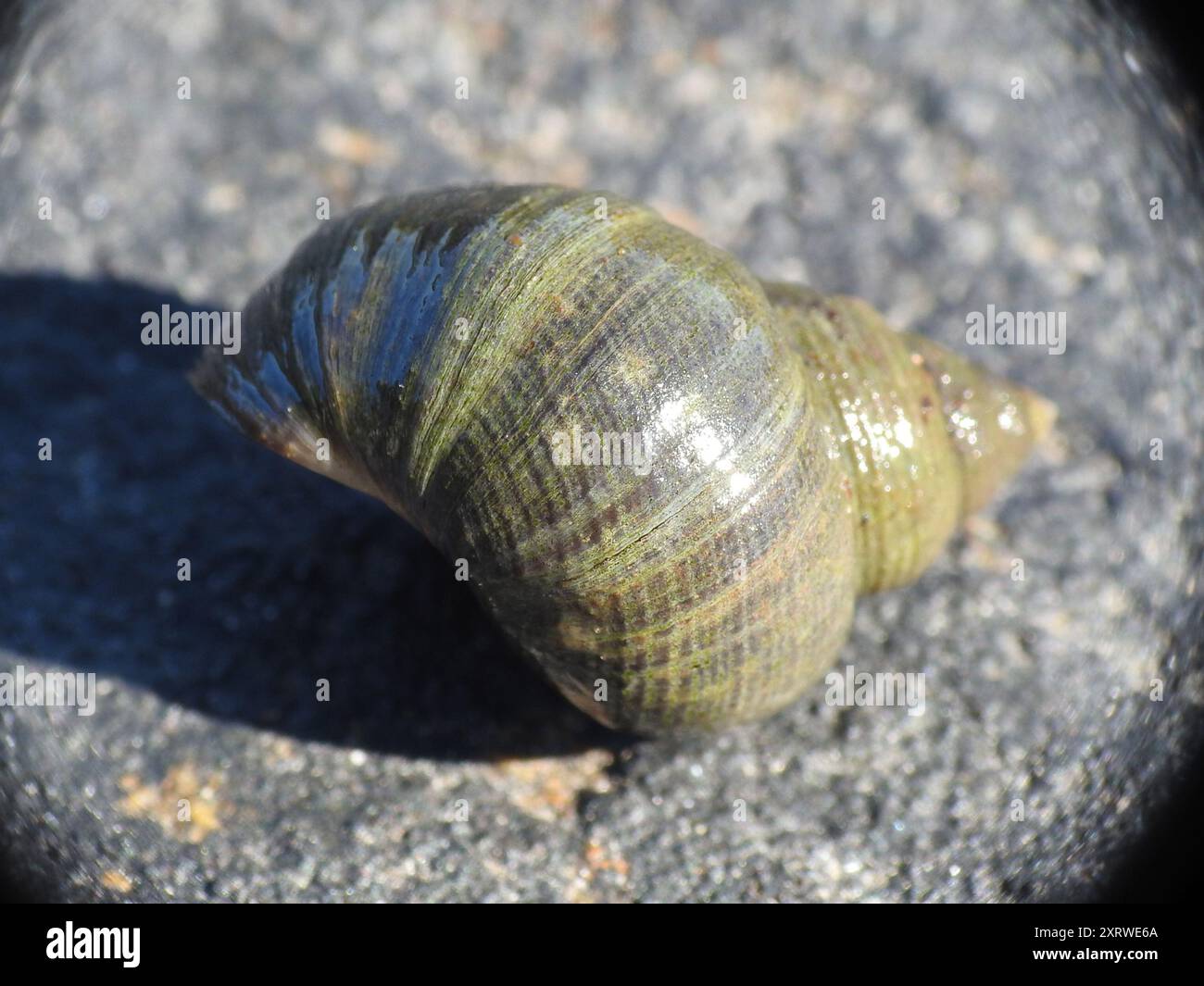 Common Periwinkle (Littorina littorea) Mollusca Stock Photo - Alamy