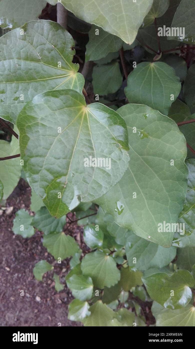 Kawakawa (Piper excelsum) Plantae Stock Photo - Alamy