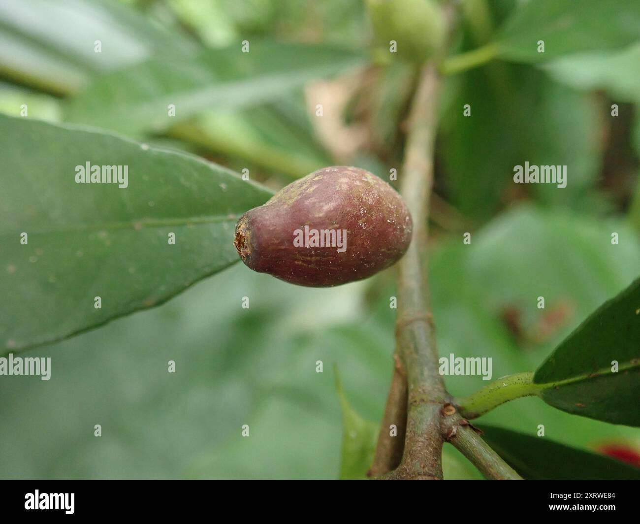 (Ficus formosana) Plantae Stock Photo - Alamy