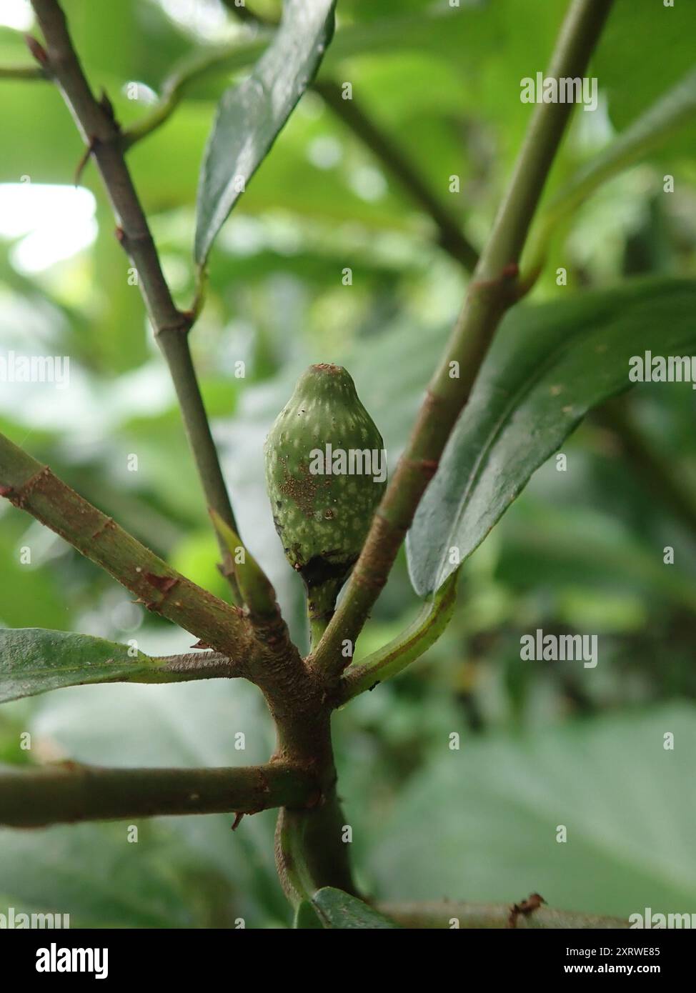 (Ficus formosana) Plantae Stock Photo - Alamy