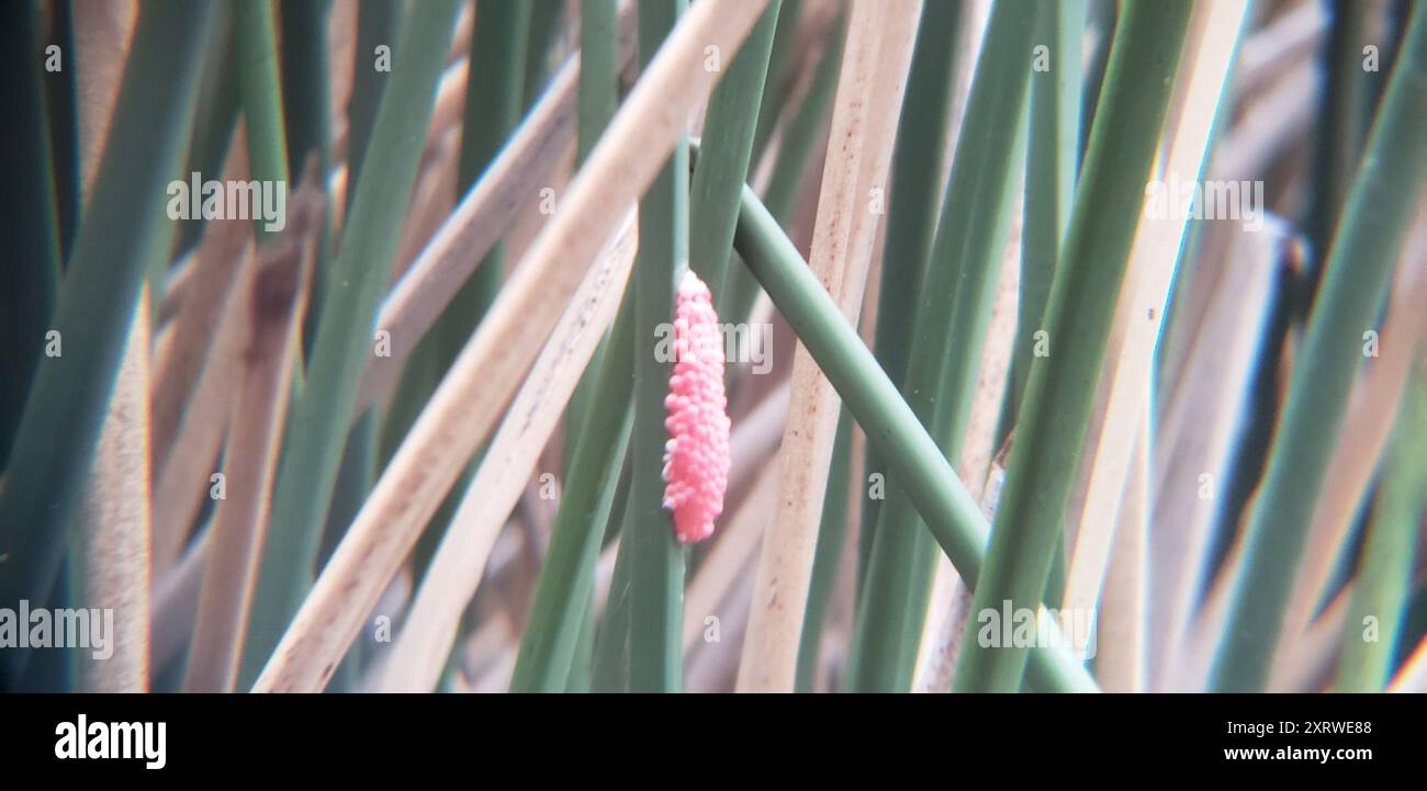 Channeled Apple Snail (Pomacea canaliculata) Mollusca Stock Photo - Alamy