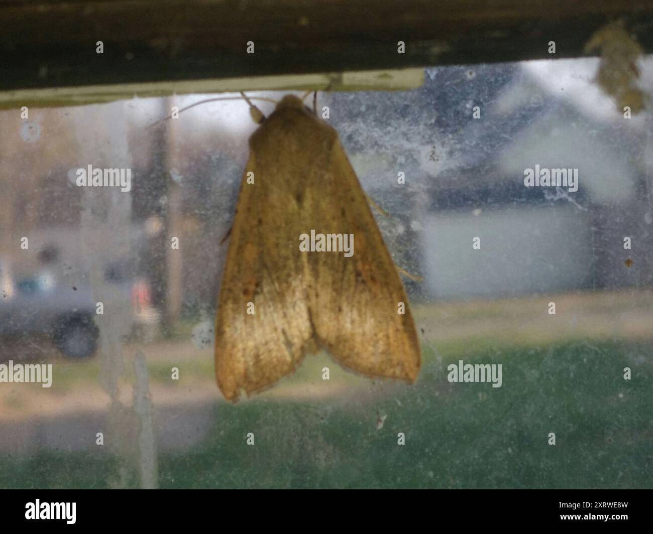 White-speck Moth (Mythimna unipuncta) Insecta Stock Photo - Alamy