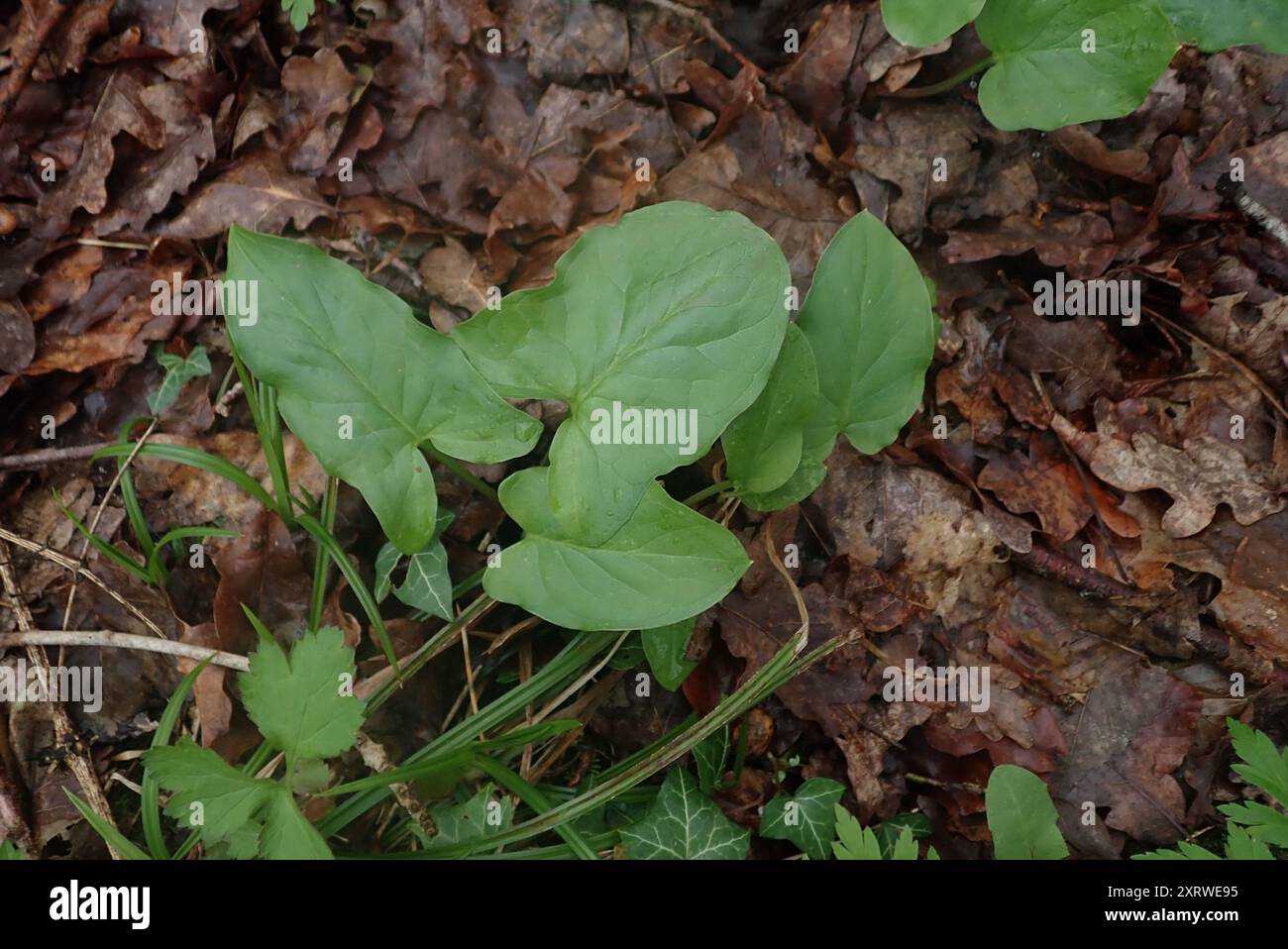 Cuckoo-pint (Arum maculatum) Plantae Stock Photo - Alamy
