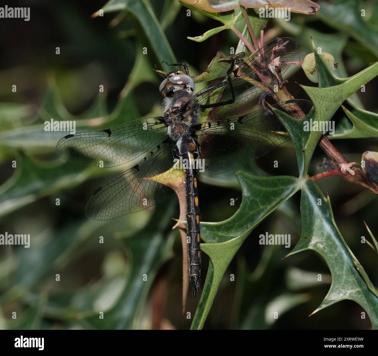 Dot-winged Baskettail (Epitheca petechialis) Insecta Stock Photo - Alamy