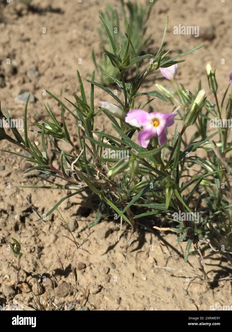 Longleaf Phlox (Phlox longifolia) Plantae Stock Photo - Alamy