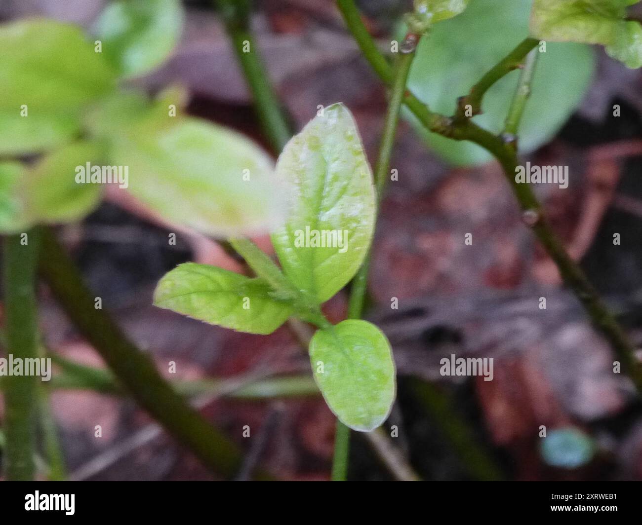 plants (Plantae) Plantae Stock Photo - Alamy