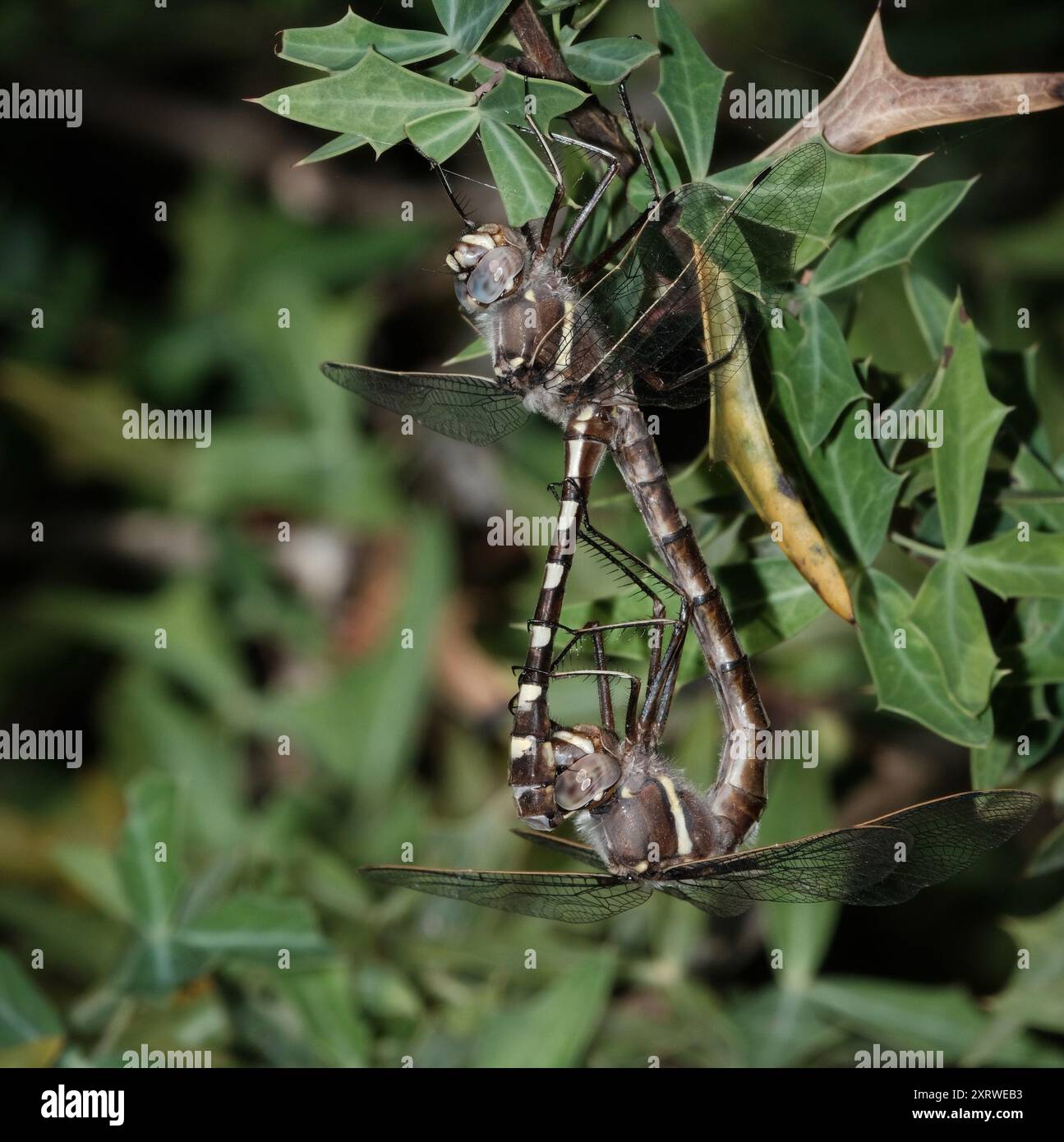 Stream Cruiser (Didymops transversa) Insecta Stock Photo - Alamy