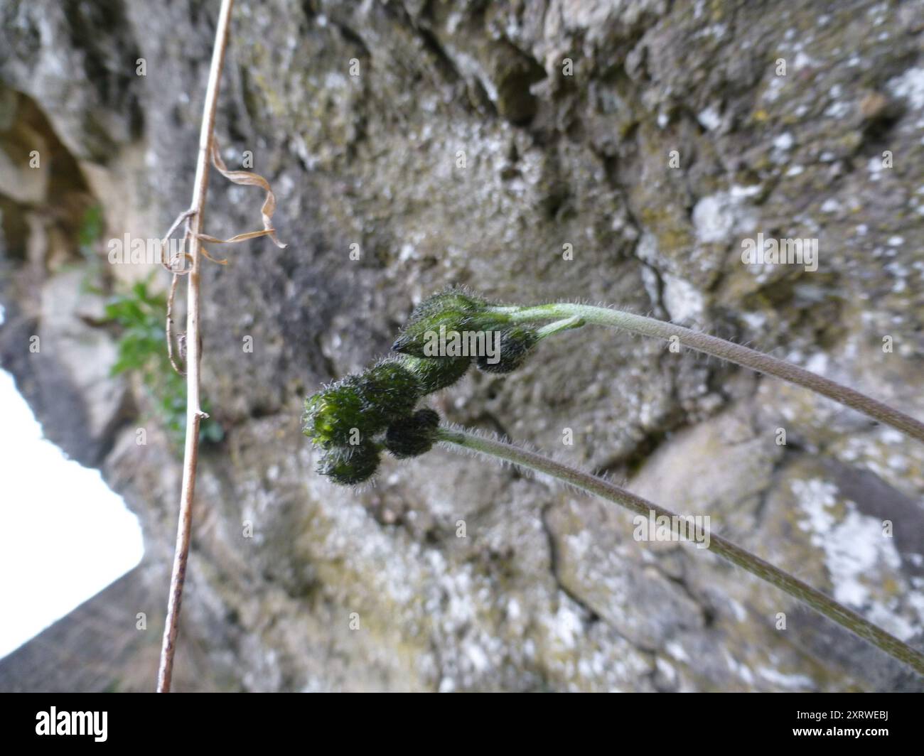 Wall hawkweed (Hieracium murorum) Plantae Stock Photo - Alamy