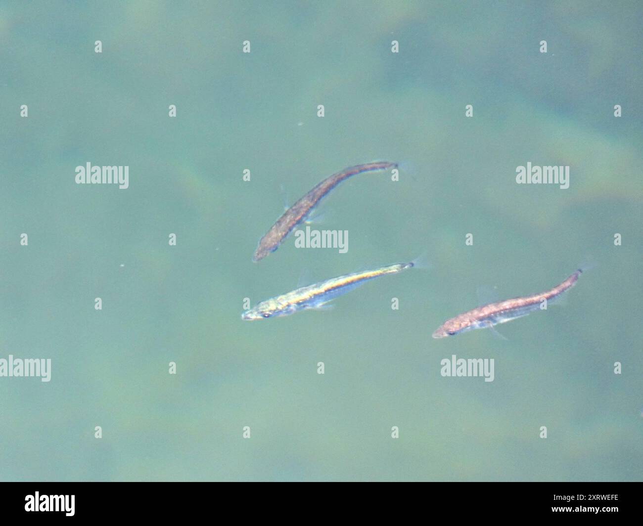 Threespine Stickleback (Gasterosteus aculeatus) Actinopterygii Stock ...