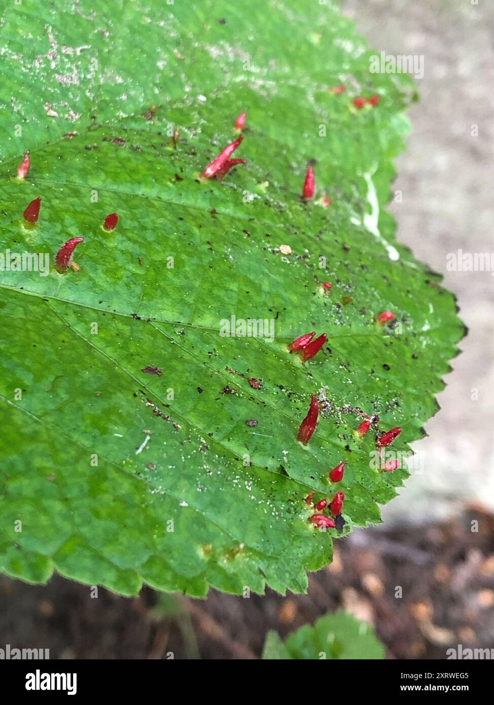 Red nail gall mite hi-res stock photography and images - Alamy
