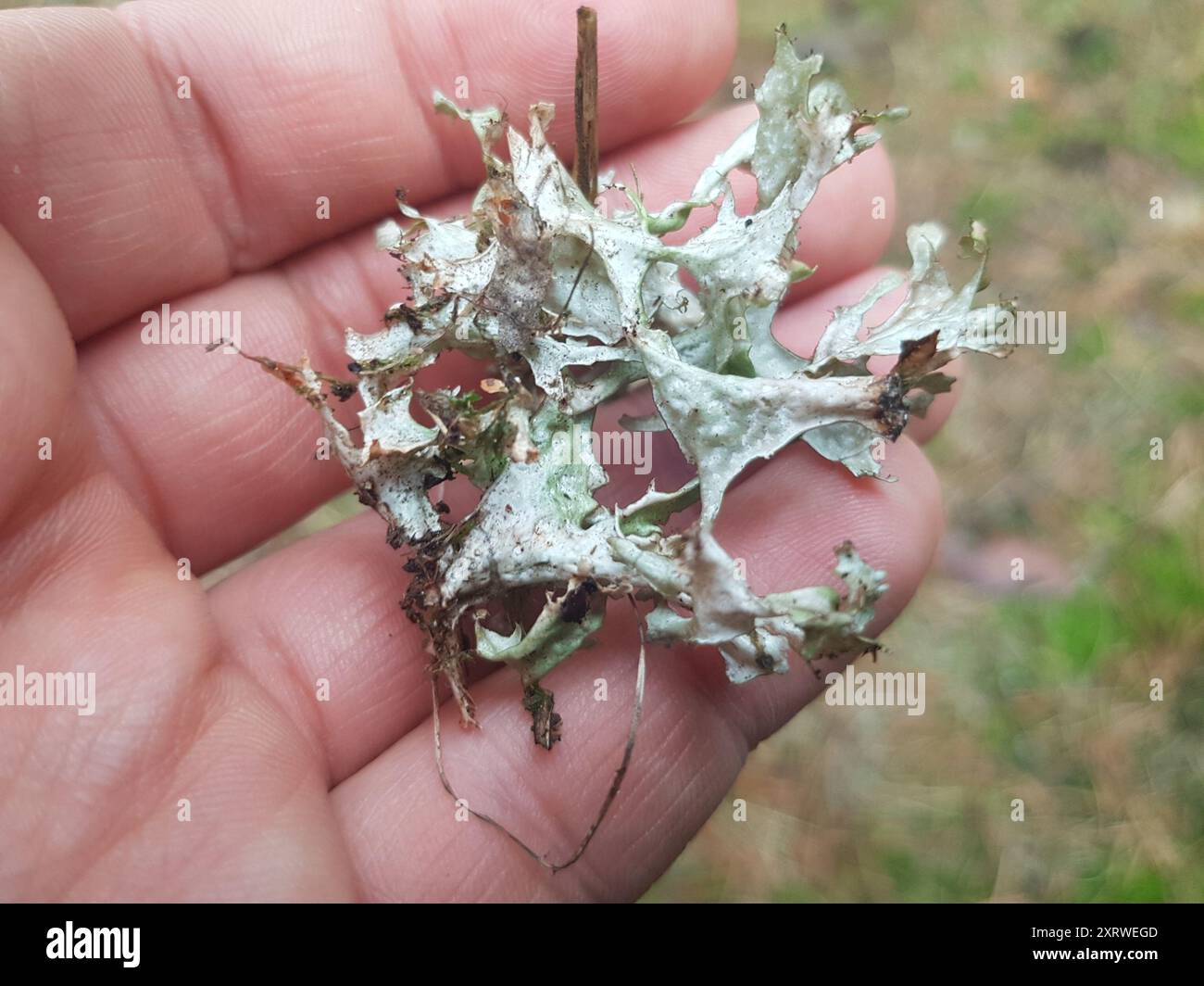 Iceland Lichen (Cetraria islandica) Fungi Stock Photo - Alamy