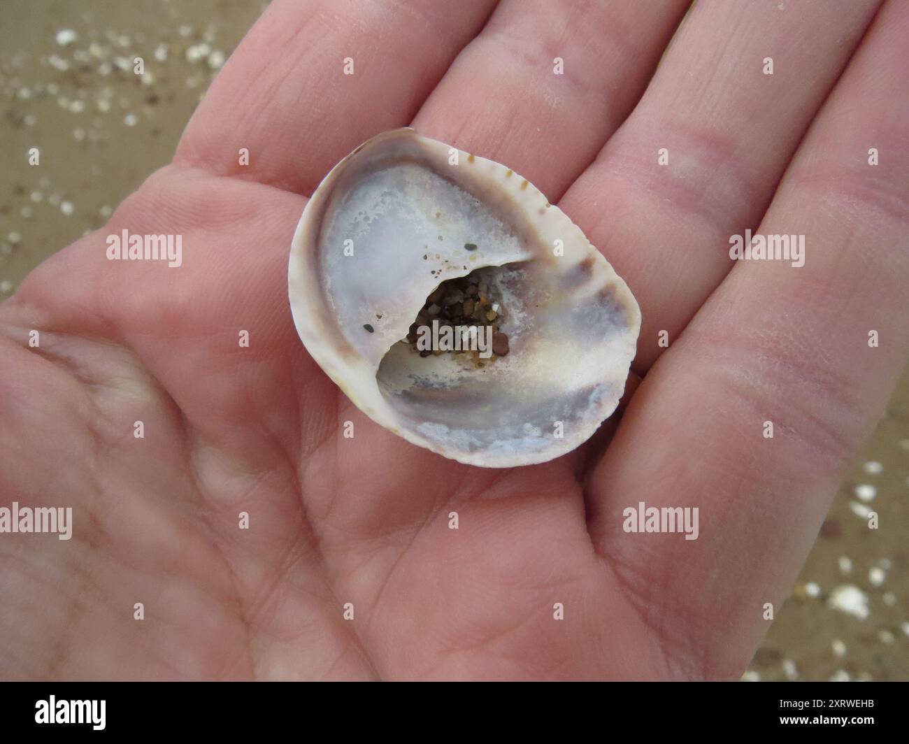Common Atlantic Slippersnail (Crepidula fornicata) Mollusca Stock Photo ...