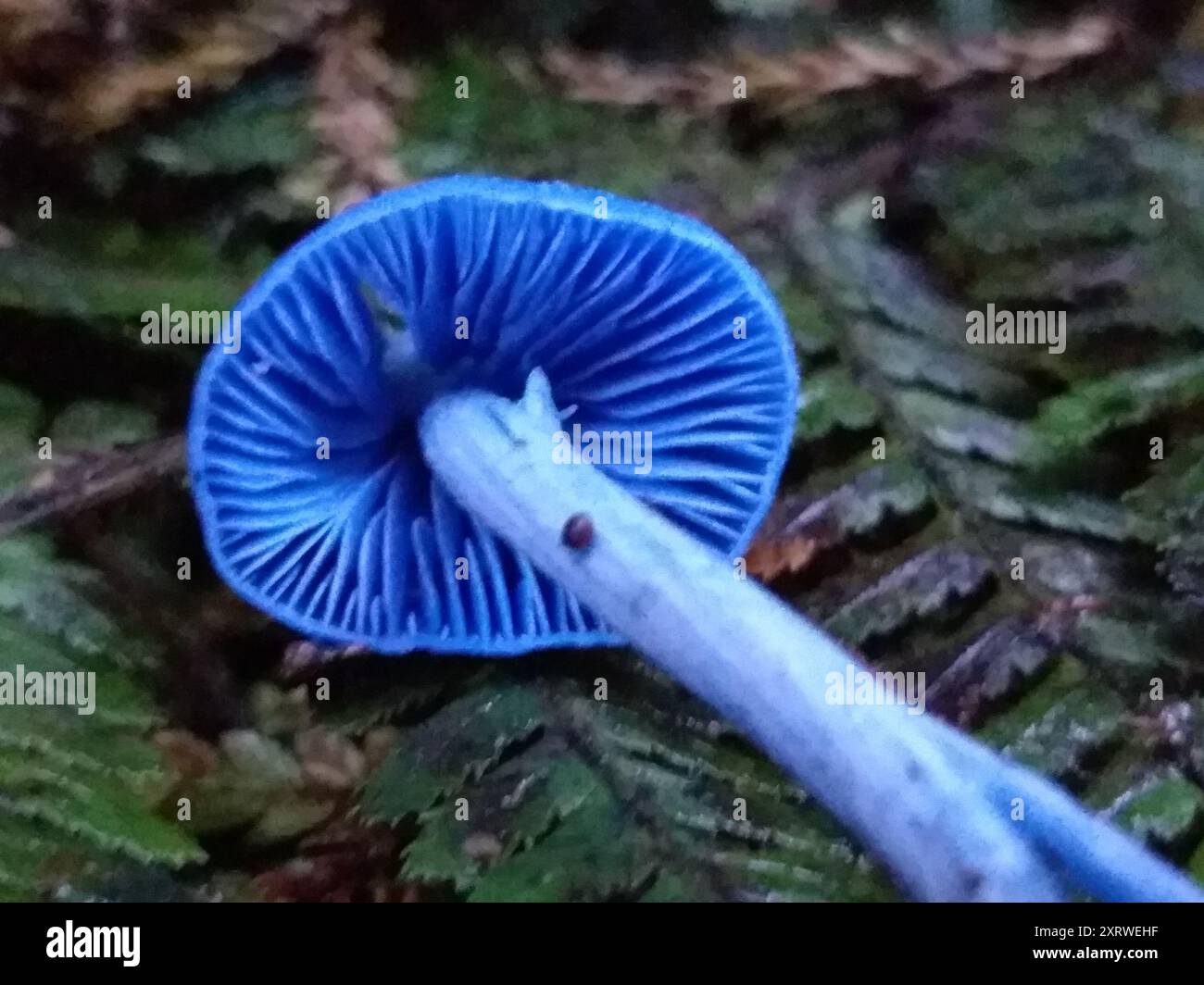 blue pinkgill (Entoloma hochstetteri) Fungi Stock Photo - Alamy