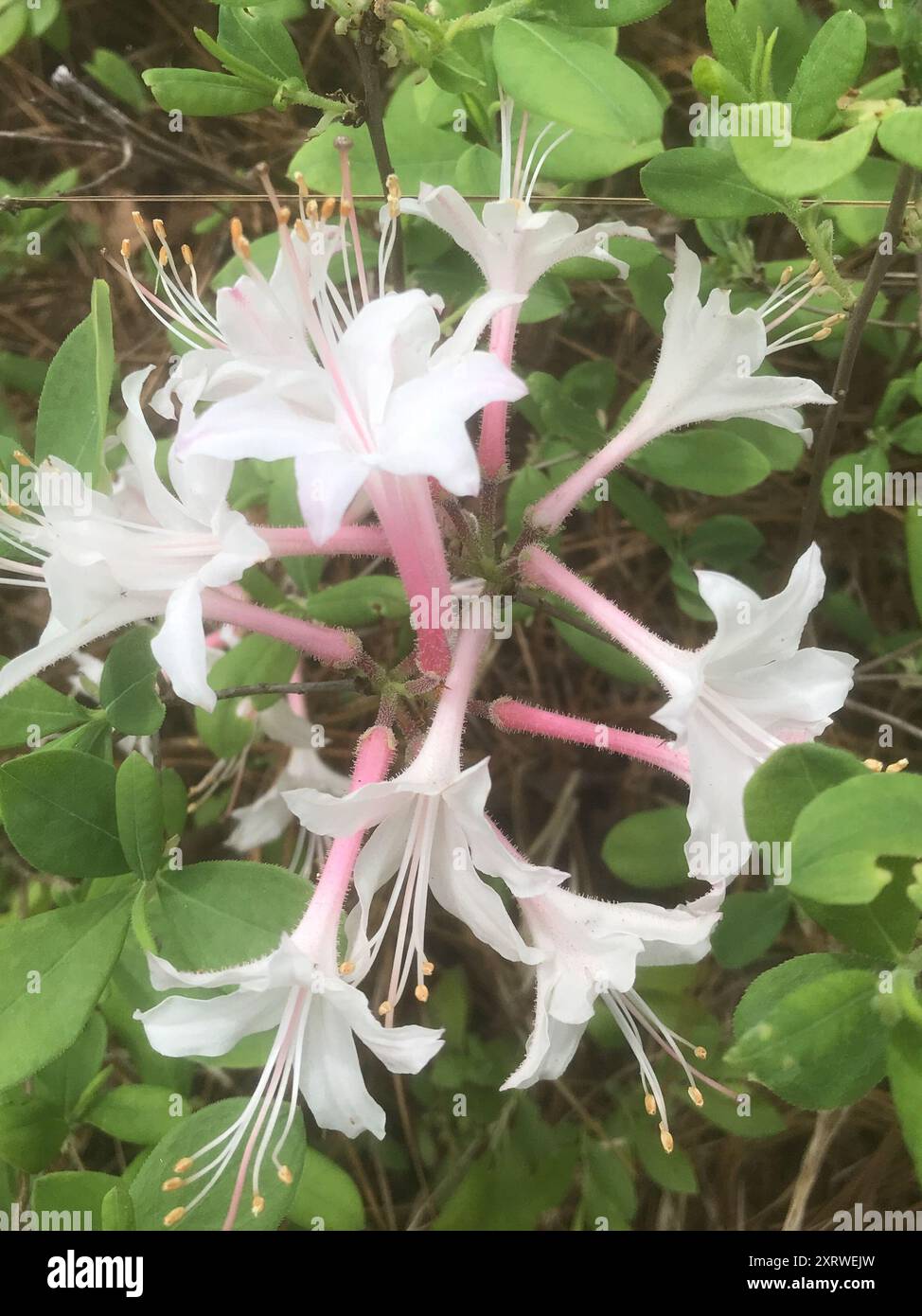 Coastal Azalea (Rhododendron atlanticum) Plantae Stock Photo - Alamy