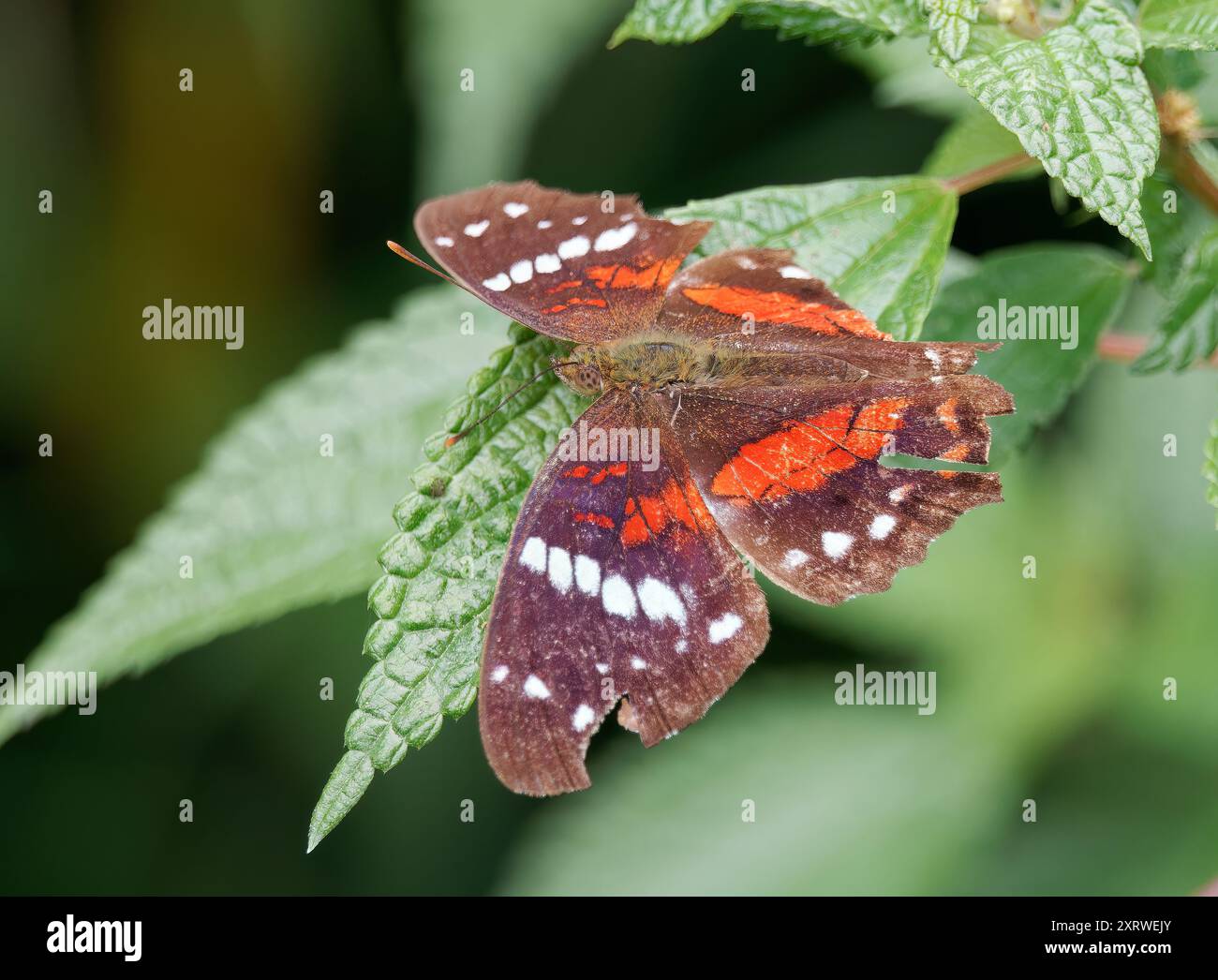 brown peacock, scarlet peacock, red peacock, Anartia amathea, Mindo ...