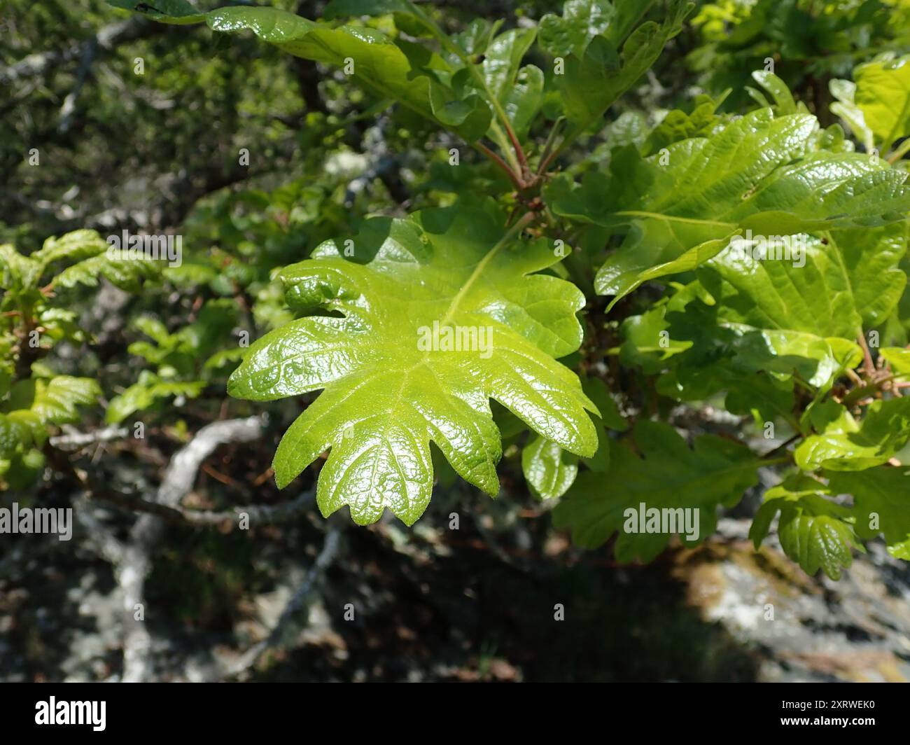 Oregon oak (Quercus garryana) Plantae Stock Photo - Alamy