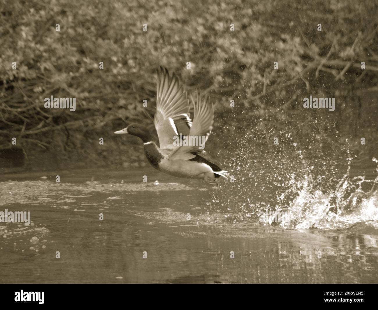 Duck in flight Stock Photo - Alamy