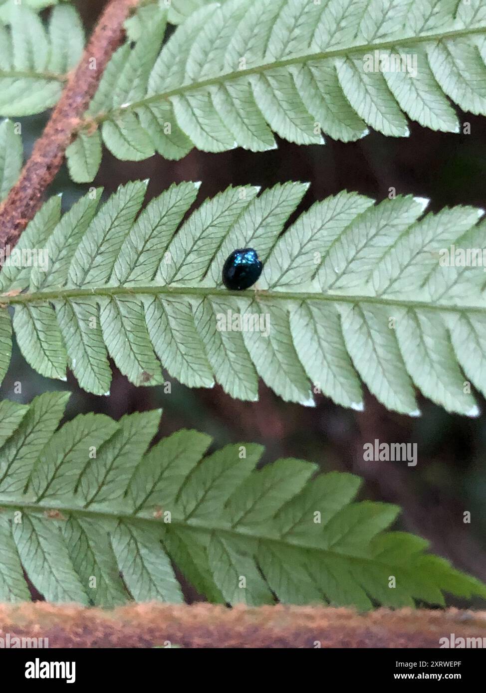 Steelblue Lady Beetle (Halmus chalybeus) Insecta Stock Photo - Alamy