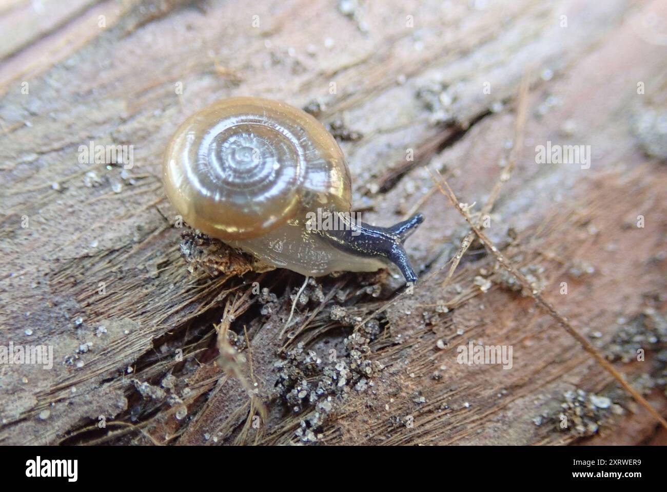 Typical Glass Snails (Oxychilus) Mollusca Stock Photo - Alamy